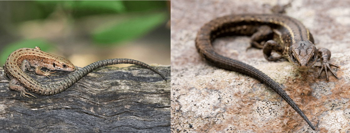 16 Types of Lizards Found in Italy (2025) - Bird Watching HQ