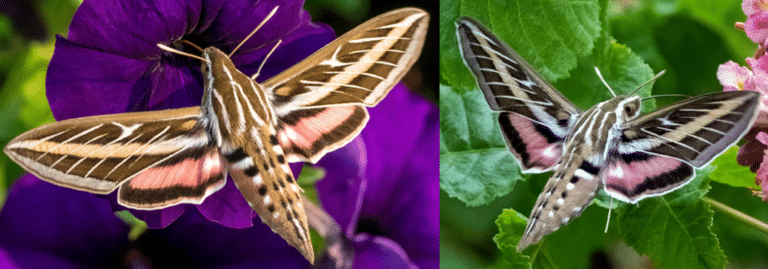 17 Common MOTHS in Arizona (2023) - Bird Watching HQ