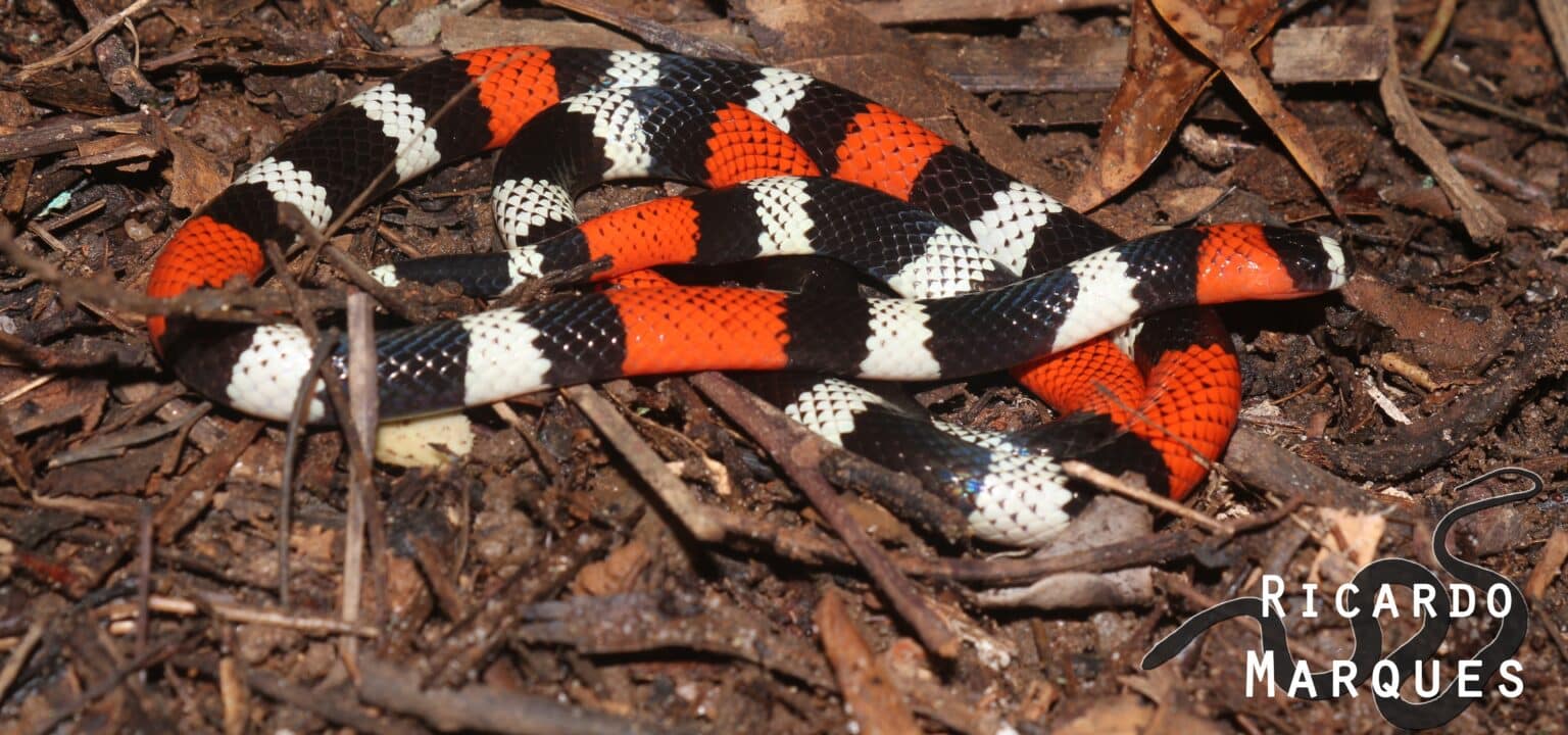 21 Venomous Snakes Found in South America (2023) - Bird Watching HQ