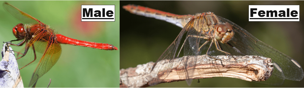 20 Types of Dragonflies Found in California (2024) - Bird Watching HQ