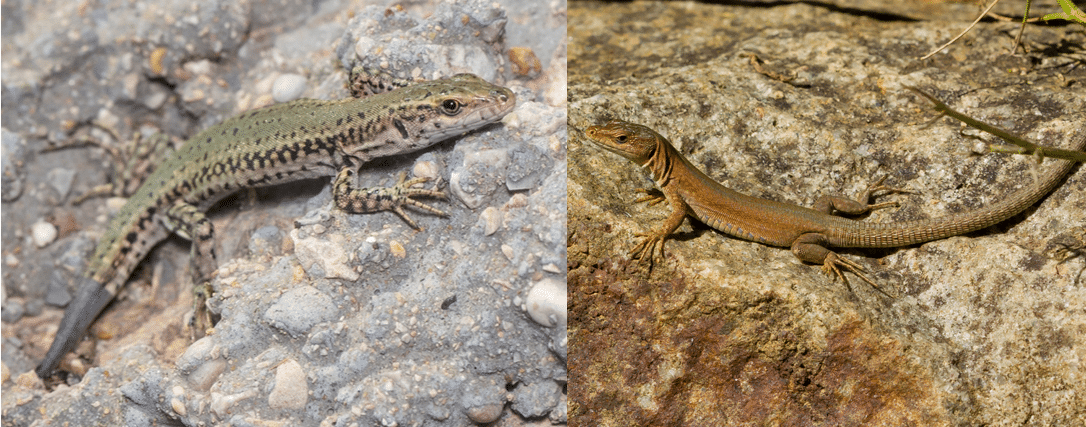 29 Types of Lizards Found in Europe (2025) - Bird Watching HQ