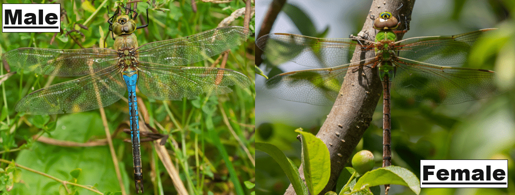 32 Common Insects You Can Find in Illinois (2025) - Bird Watching HQ