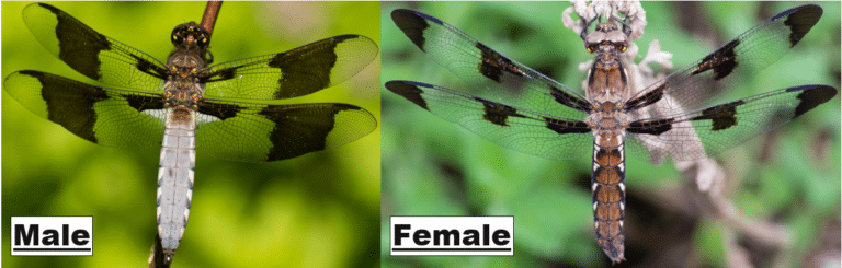 21 Types of Dragonflies Found in Pennsylvania (2024) - Bird Watching HQ