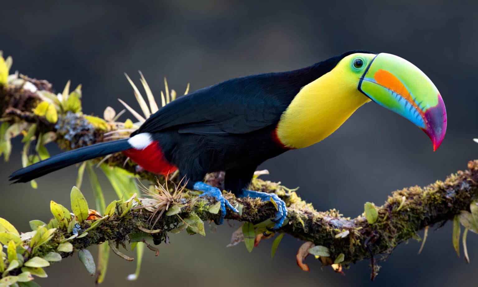 10 BEST Birding Lodges in Costa Rica! (2025) - Bird Watching HQ