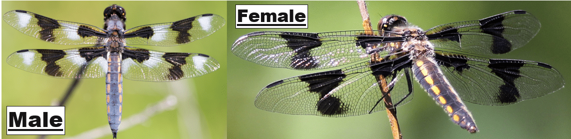 29 Types of Dragonflies Found in the United States (2024) - Bird ...