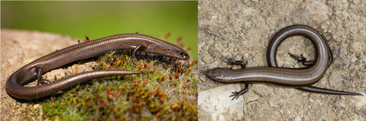 29 Types of Lizards Found in Europe (2023) - Bird Watching HQ