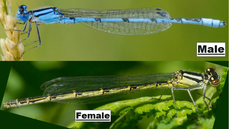 21 Types of Dragonflies Found in Pennsylvania (2023) - Bird Watching HQ