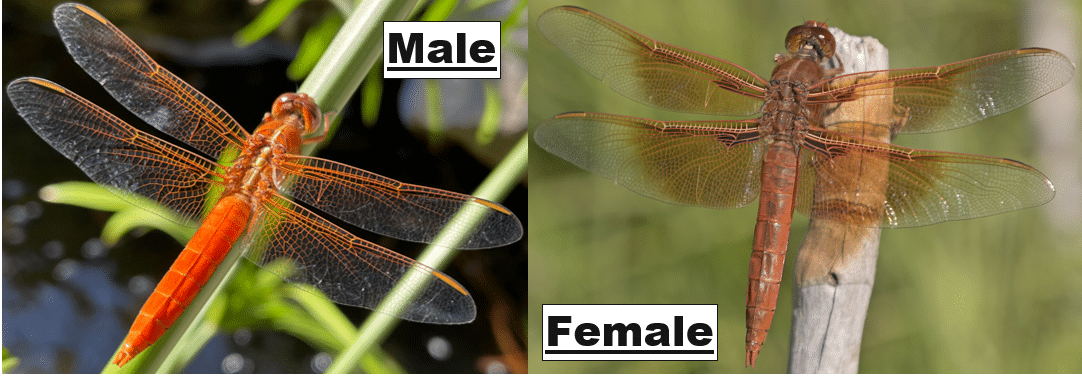 20 Types of Dragonflies Found in California (2024) - Bird Watching HQ