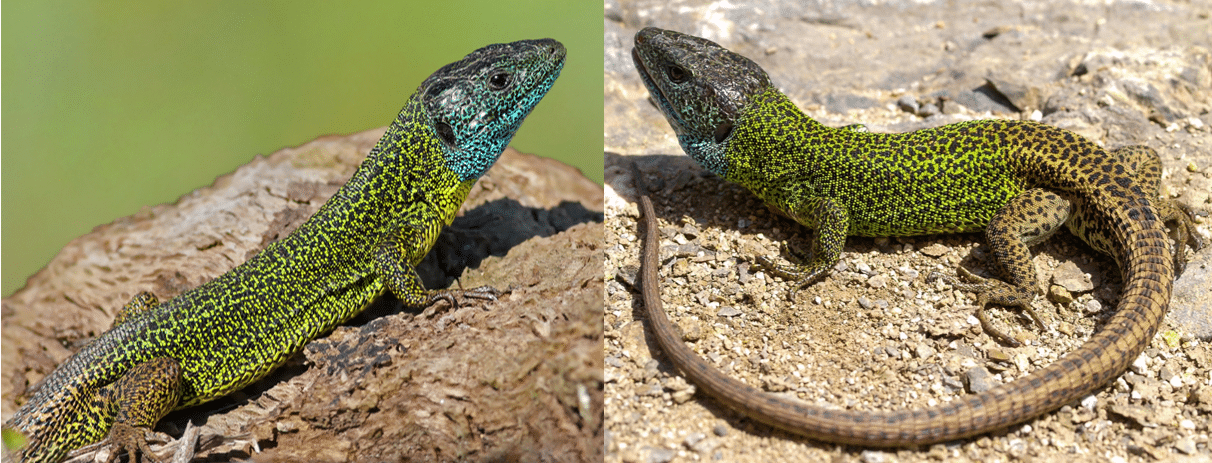 29 Types of Lizards Found in Europe (2023) - Bird Watching HQ