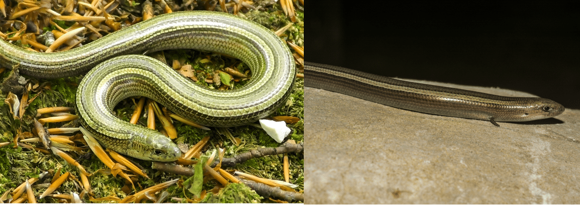 16 Types of Lizards Found in Italy (2025) - Bird Watching HQ