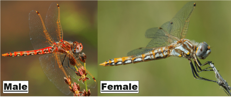 21 Types of Dragonflies Found in Pennsylvania (2024) - Bird Watching HQ