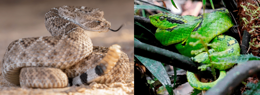 9 Venomous Snakes Found in Panama (2025) - Bird Watching HQ