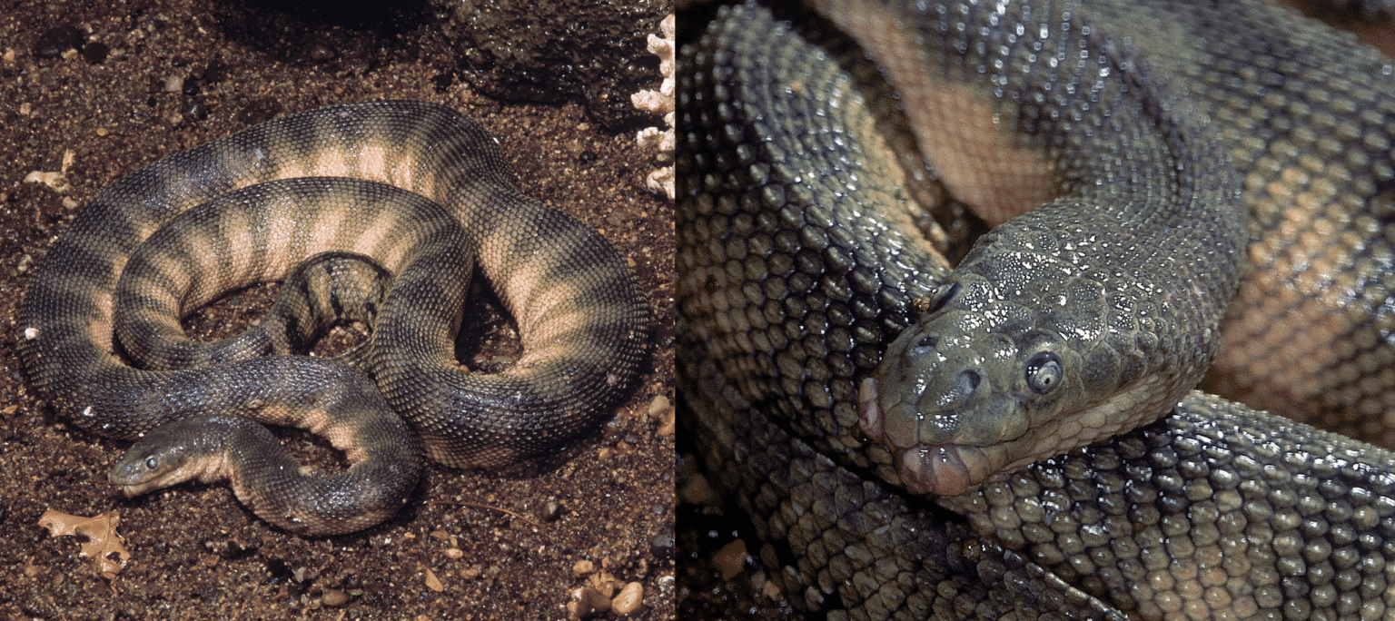 6 Types of Venomous Snakes in Sri Lanka (DANGEROUS) - Bird Watching HQ