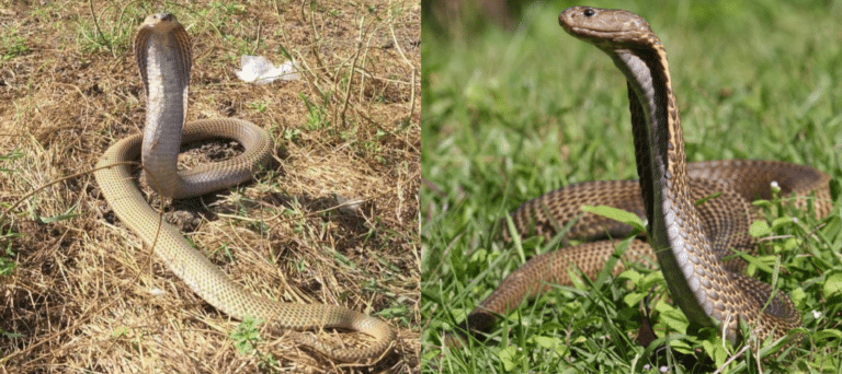 5 Venomous Snakes in the Philippines (DANGEROUS) - Bird Watching HQ
