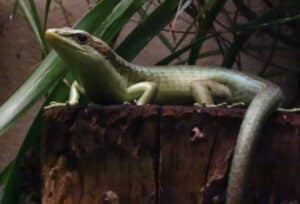 31 Common LIZARDS found in Africa! (ID GUIDE) - Bird Watching HQ