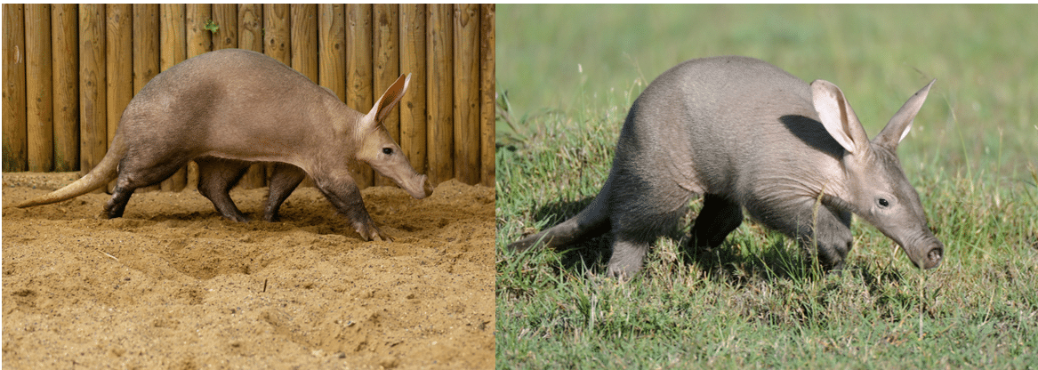 24 Types of Predators found in Africa (2024) - Bird Watching HQ