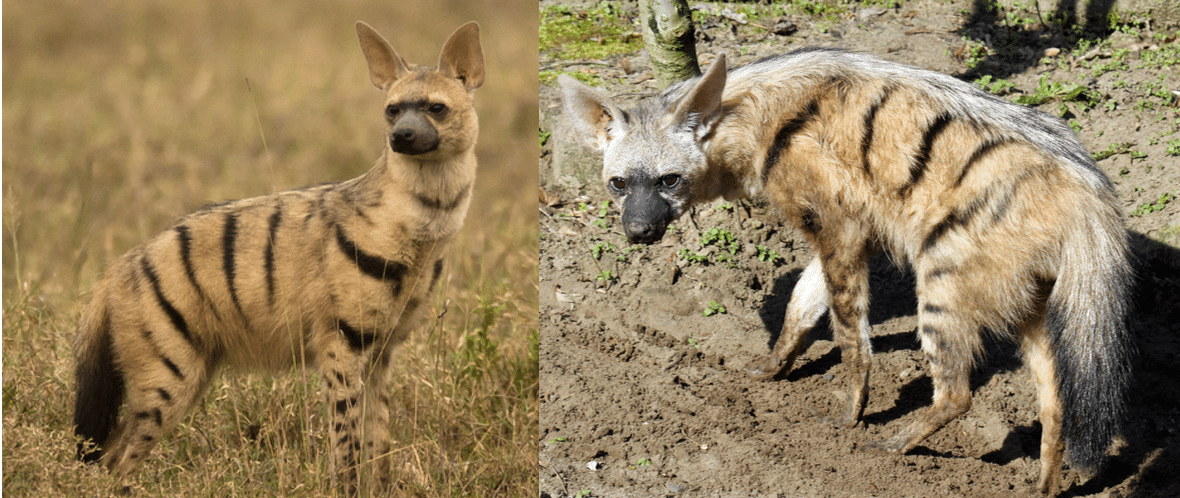 10 Amazing ANIMALS to see in Eritrea! (ID guide w/ pics) - Bird Watching HQ