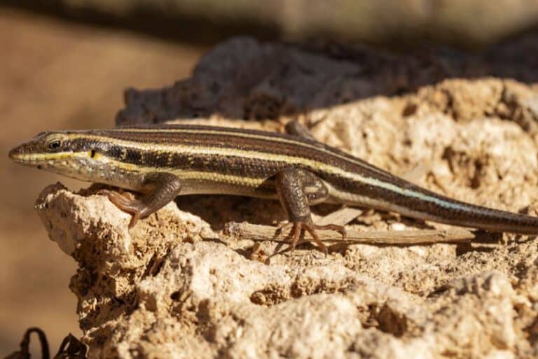 12 Common LIZARDS found in Kenya! (ID GUIDE) - Bird Watching HQ