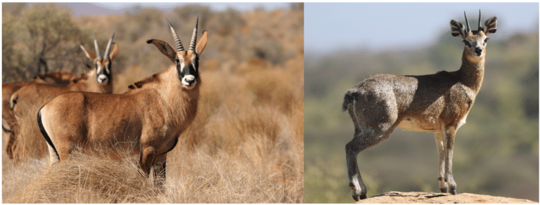 24 Types of Antelope found in Africa (2023) - Bird Watching HQ
