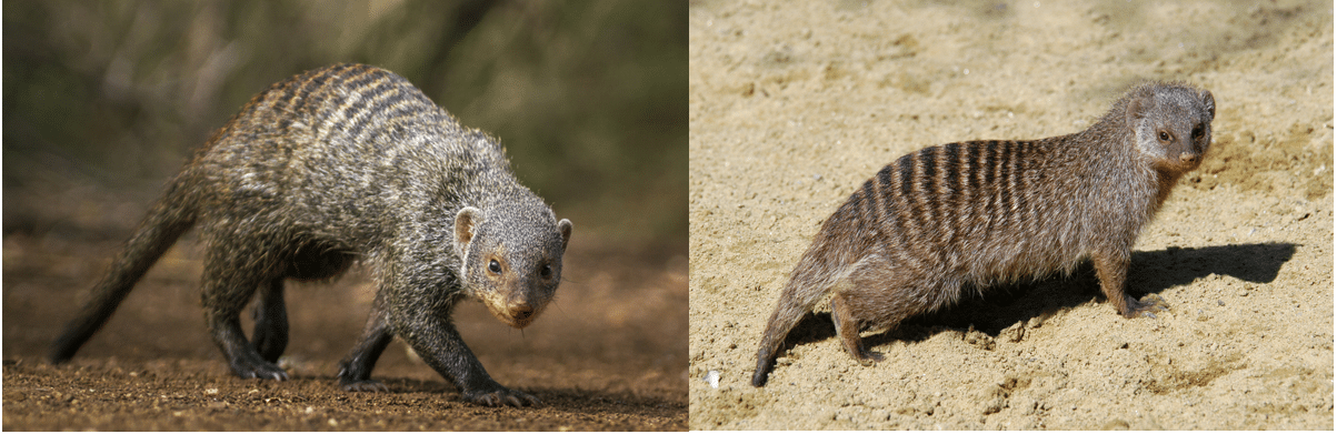 24 Types of Predators found in Africa (2024) - Bird Watching HQ