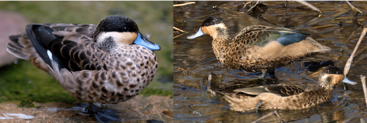 16 Types of Ducks Found in Kenya! (2024) - Bird Watching HQ