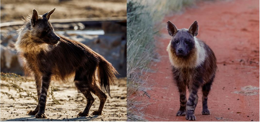 24 Types of Predators found in Africa (2024) - Bird Watching HQ