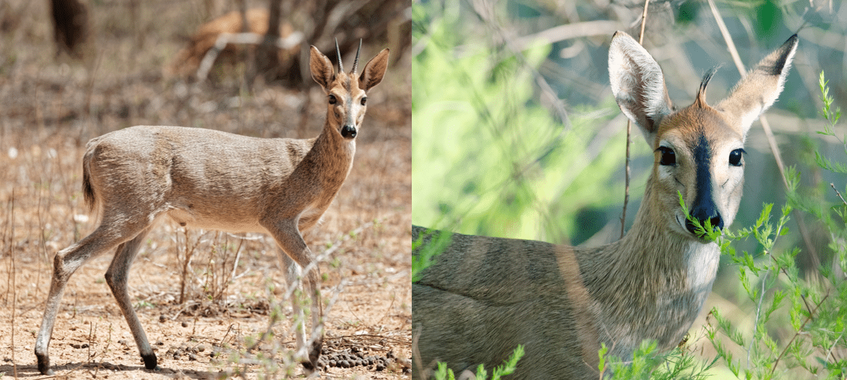 34 Amazing ANIMALS to see in Benin! (ID guide w/ pics) - Bird Watching HQ