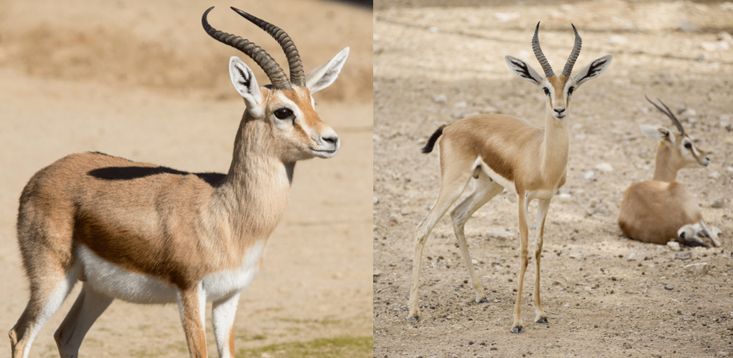 8 Amazing ANIMALS to see in Morocco! (ID guide w/ pics) - Bird Watching HQ