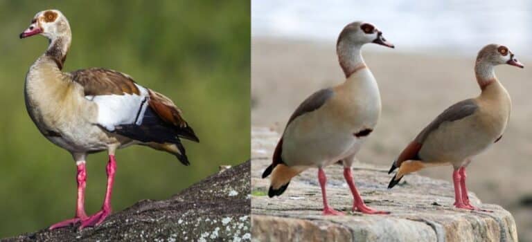 16 Types of Ducks Found in South Africa! (2024) - Bird Watching HQ