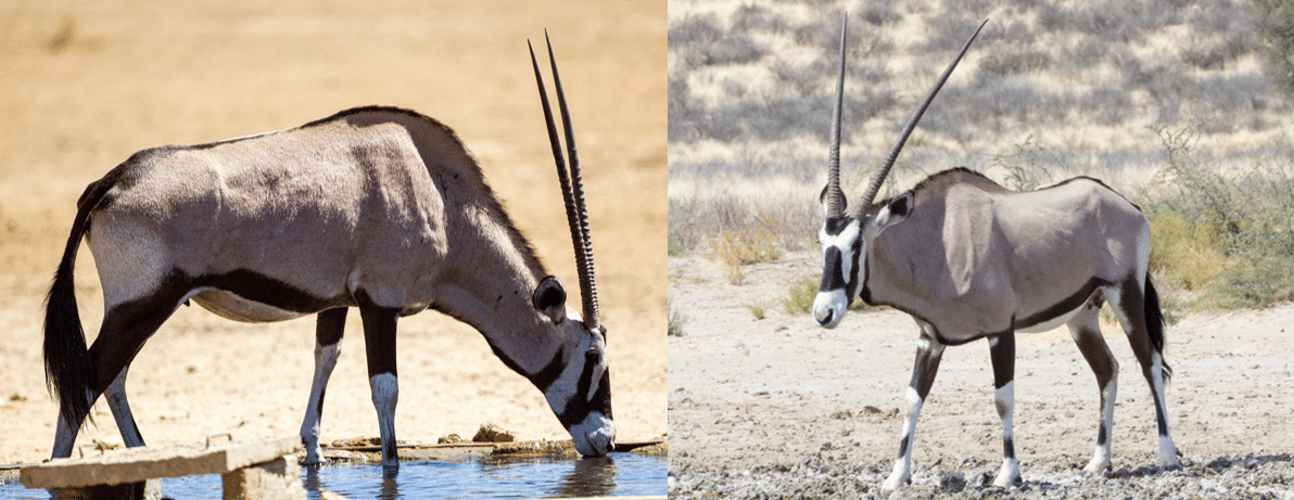 24 Types of Antelope found in Africa (2023) - Bird Watching HQ