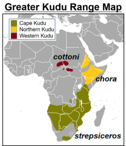 24 Types of Antelope found in Africa (2023) - Bird Watching HQ