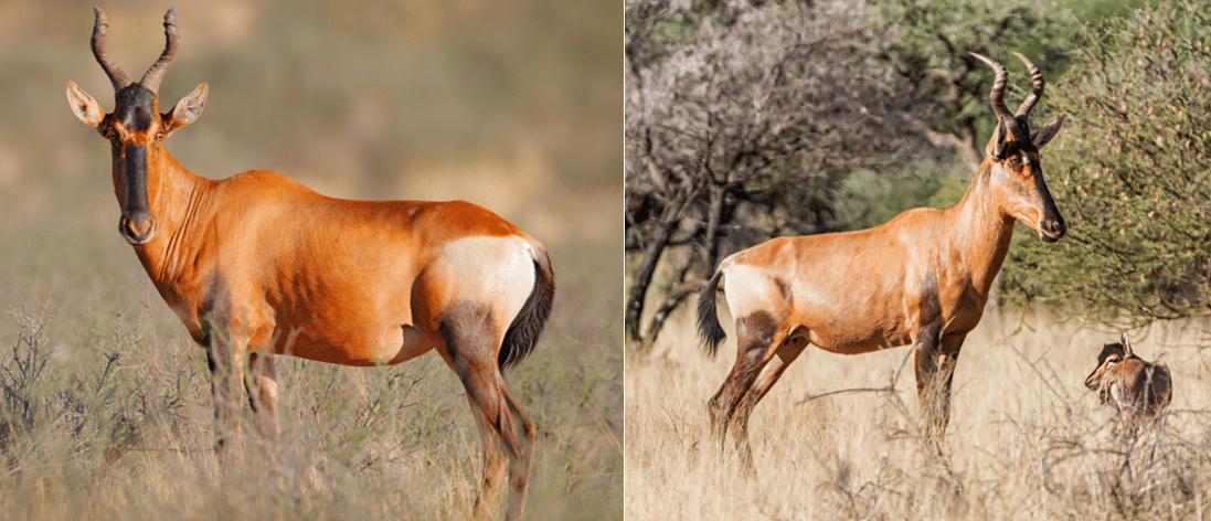 29 Amazing ANIMALS to see in Burkina Faso! (ID guide w/ pics) - Bird ...