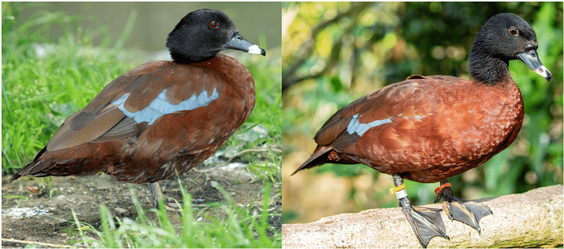 5 Types of Ducks Found in Ghana! (2026) - Bird Watching HQ