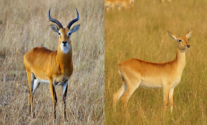 25 Amazing ANIMALS to see in Nigeria! (ID guide w/ pics) - Bird Watching HQ