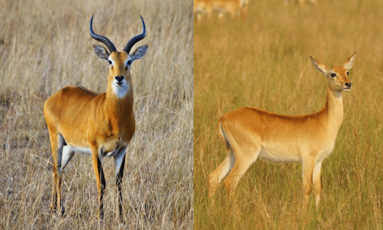 24 Types of Antelope found in Africa (2023) - Bird Watching HQ