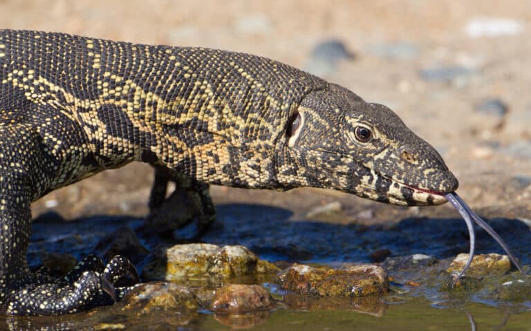 12 Common LIZARDS found in South Africa! (ID GUIDE) - Bird Watching HQ