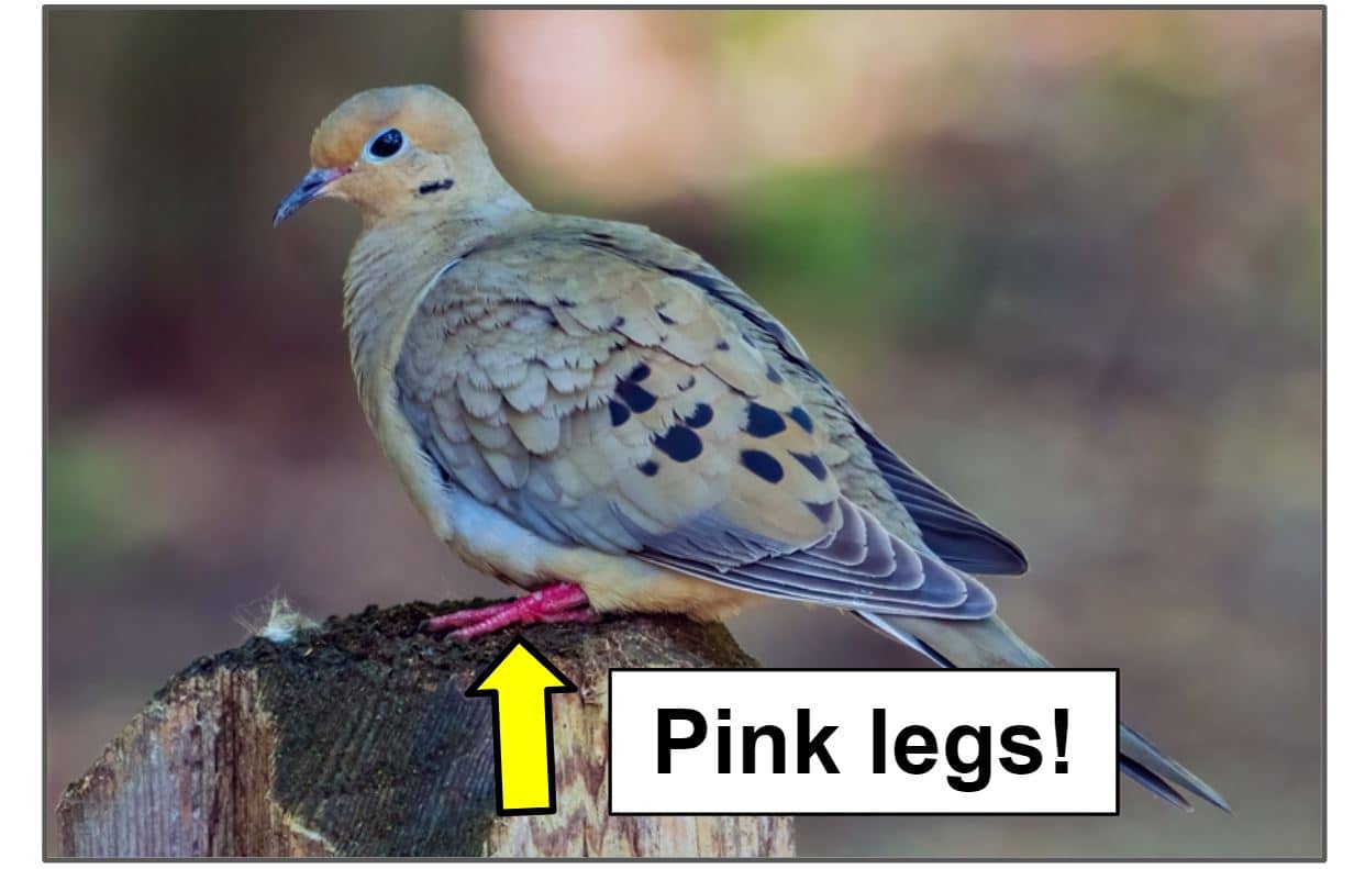 14 Birds that are PINK in the United States! (2025) - Bird Watching HQ