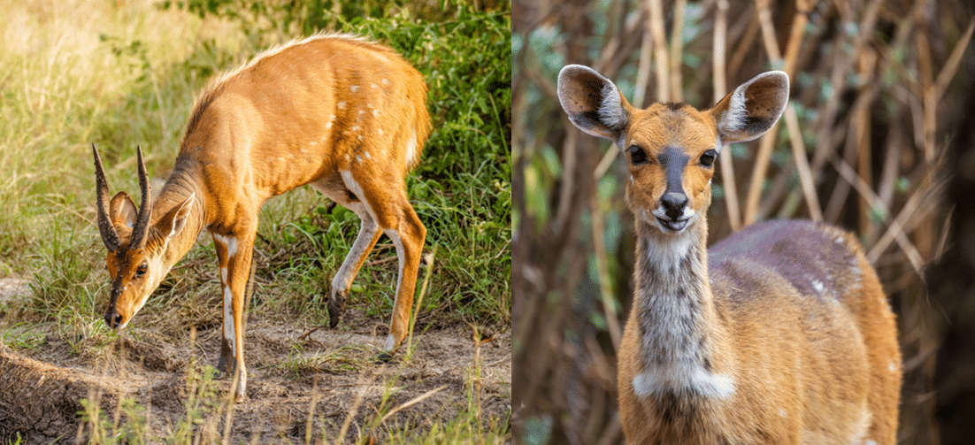 19 Amazing ANIMALS to see in the Congo! (ID guide w/ pics) - Bird ...