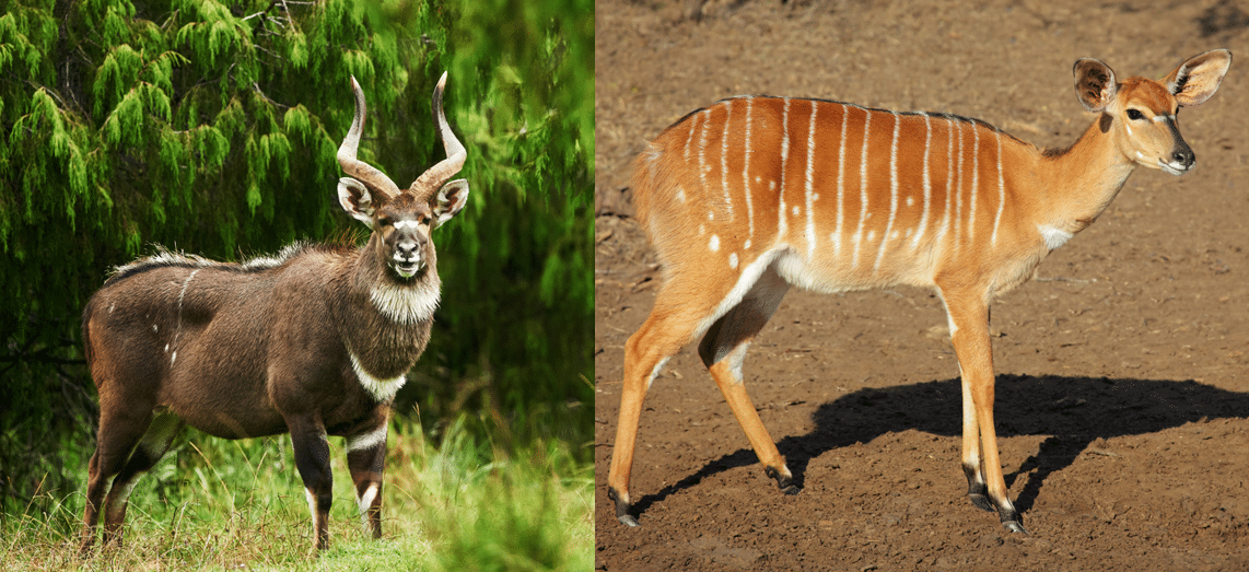 24 Types of Antelope found in Africa (2023) - Bird Watching HQ