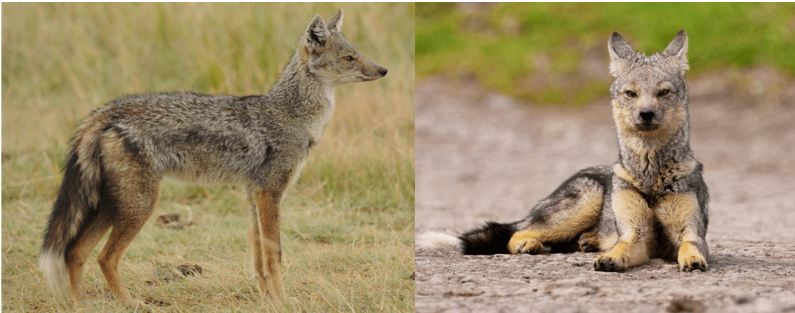 19 Amazing ANIMALS to see in the Congo! (ID guide w/ pics) - Bird ...