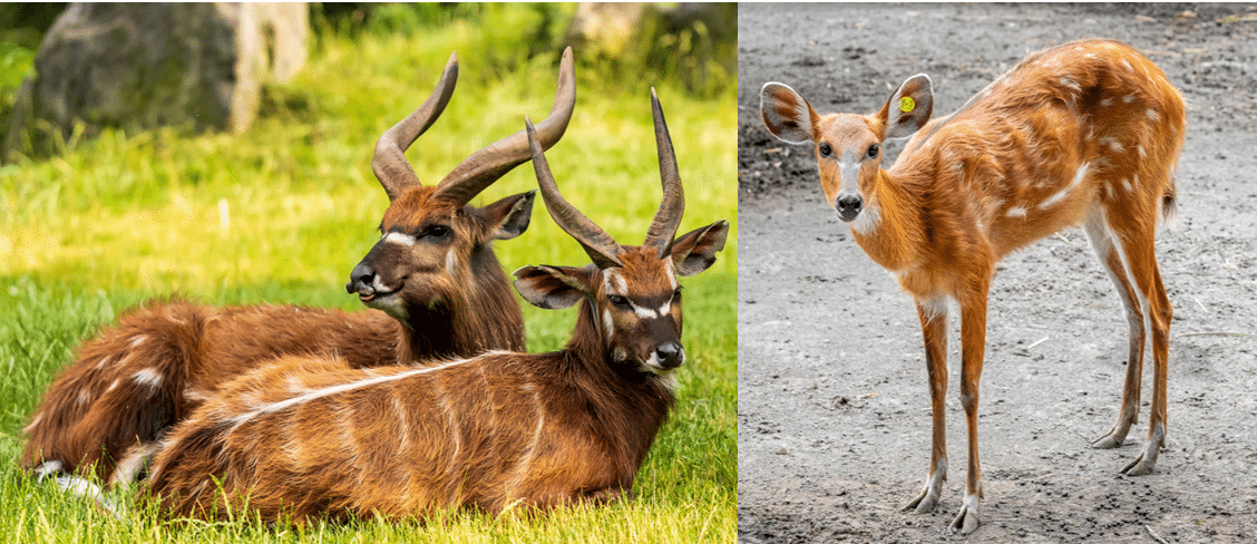 19 Amazing ANIMALS to see in the Congo! (ID guide w/ pics) - Bird ...