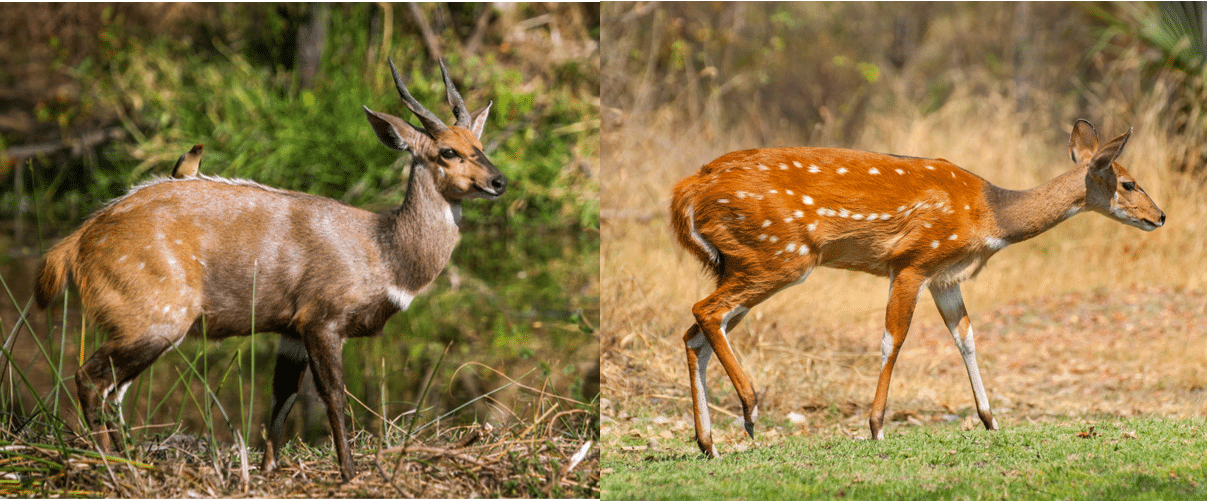 30 Amazing ANIMALS to see in Rwanda! (ID guide w/ pics) - Bird Watching HQ