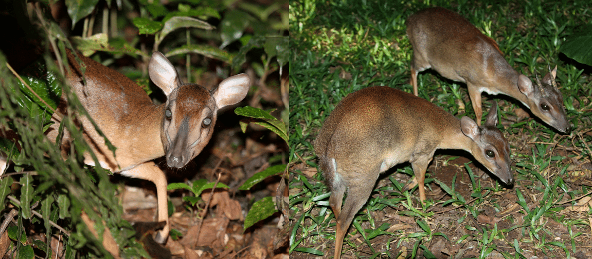 18 Antelope Species found in South Africa (2023) - Bird Watching HQ