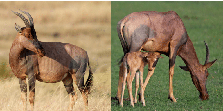 23 Amazing ANIMALS to see in Niger! (ID guide w/ pics) - Bird Watching HQ