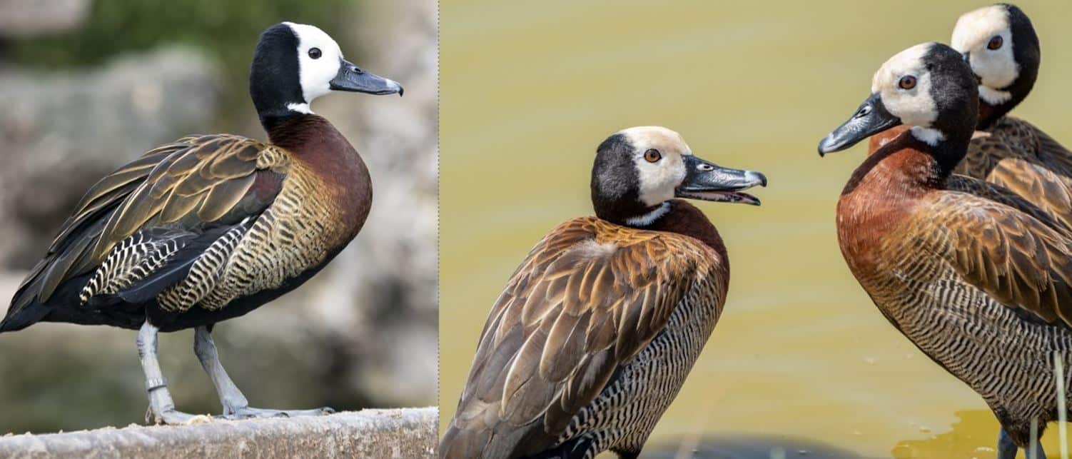 16 Types of Ducks Found in South Africa! (2024) - Bird Watching HQ