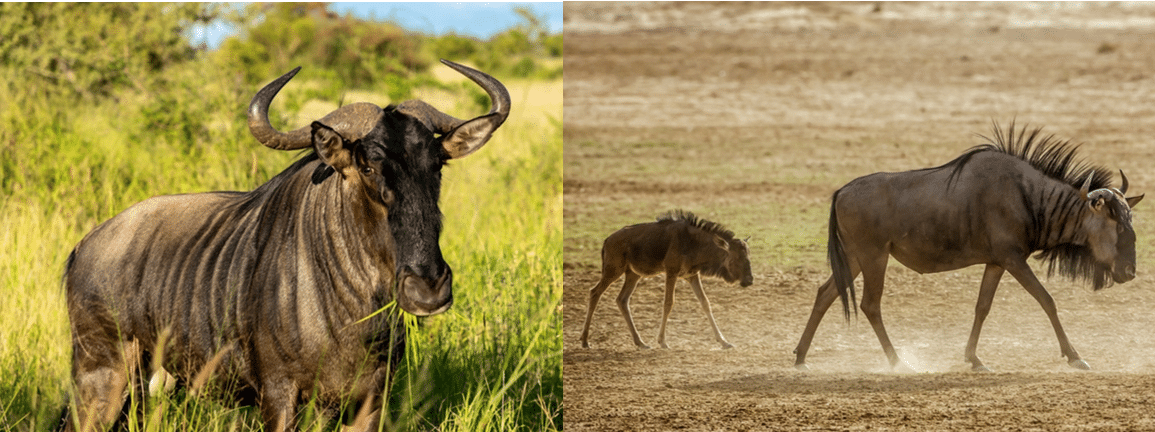 36 Amazing ANIMALS to see in Mozambique (ID guide w/ pics) - Bird ...