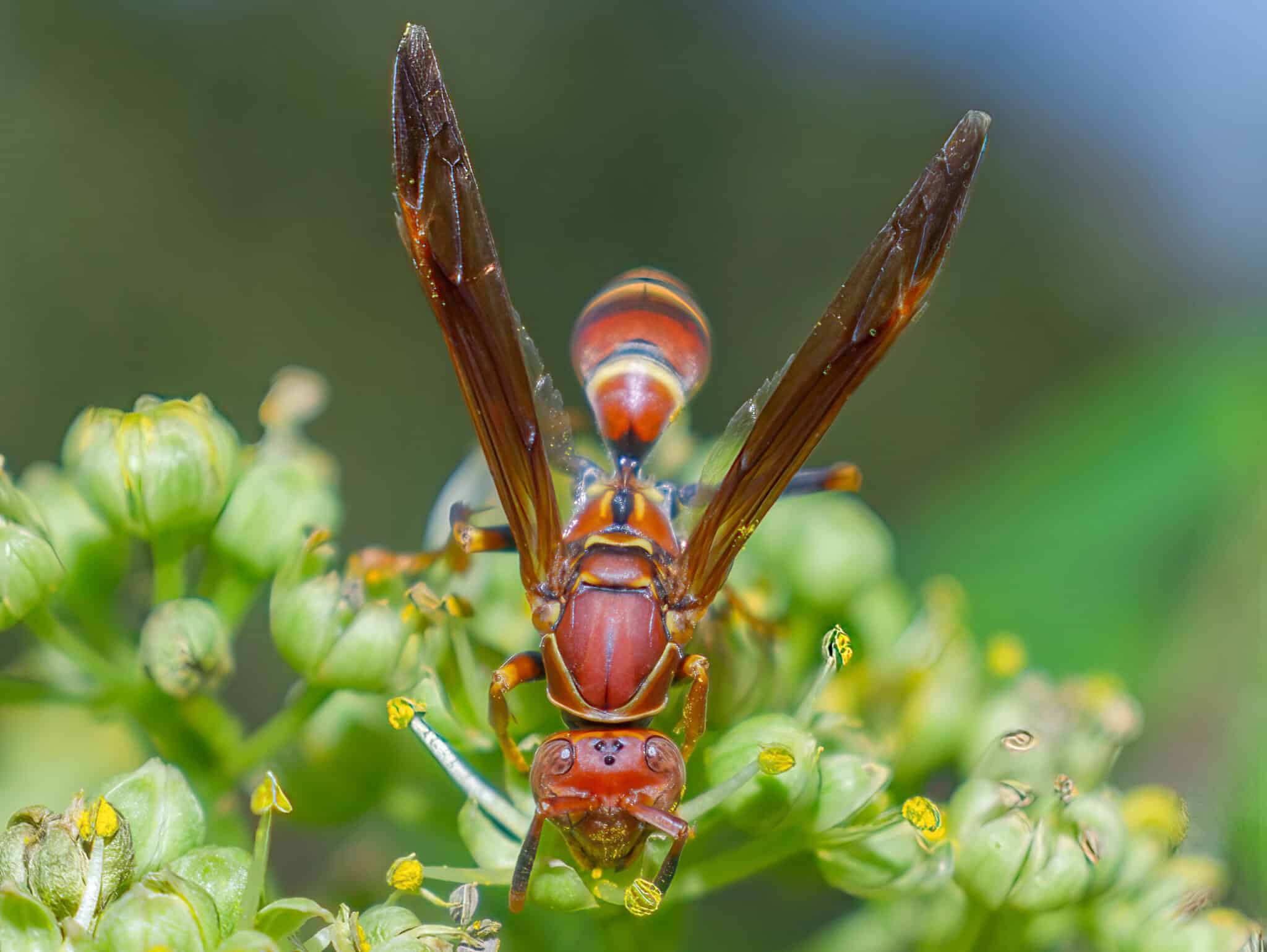 7 Common Wasps & Hornets in Arizona (ID Guide) - Bird Watching HQ