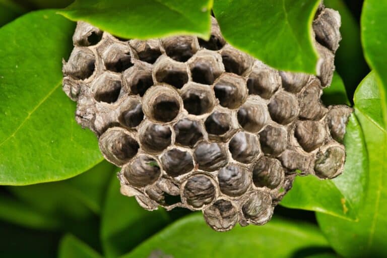 10 Common Wasps And Hornets In Missouri Id Guide Bird Watching Hq
