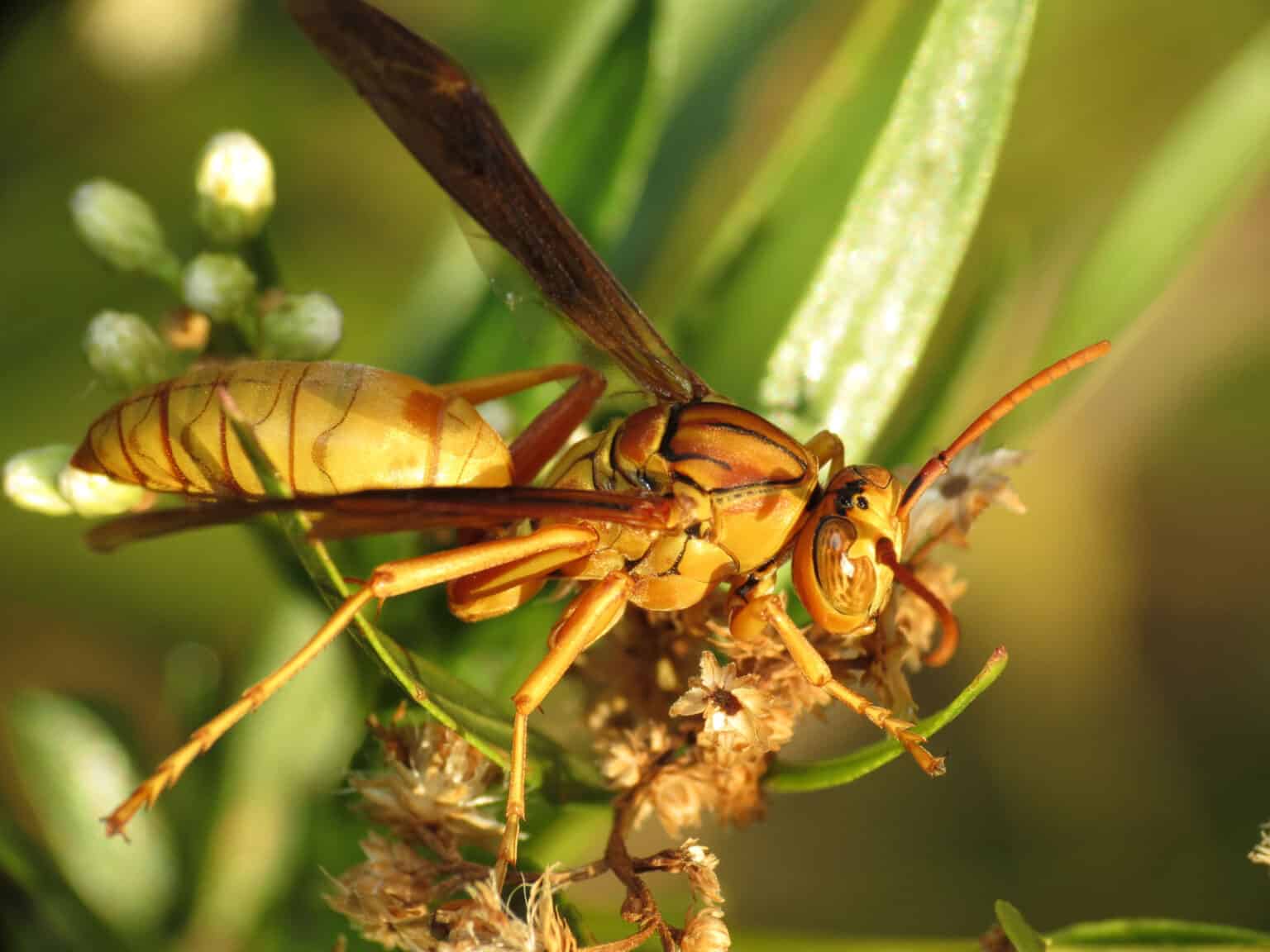 7 Common Wasps & Hornets in Arizona (ID Guide) - Bird Watching HQ