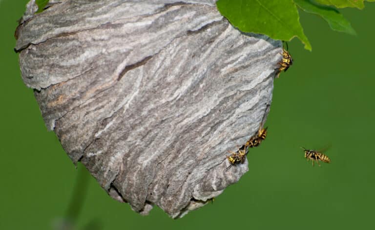 7 Common Wasps & Hornets in Oregon (ID Guide) - Bird Watching HQ